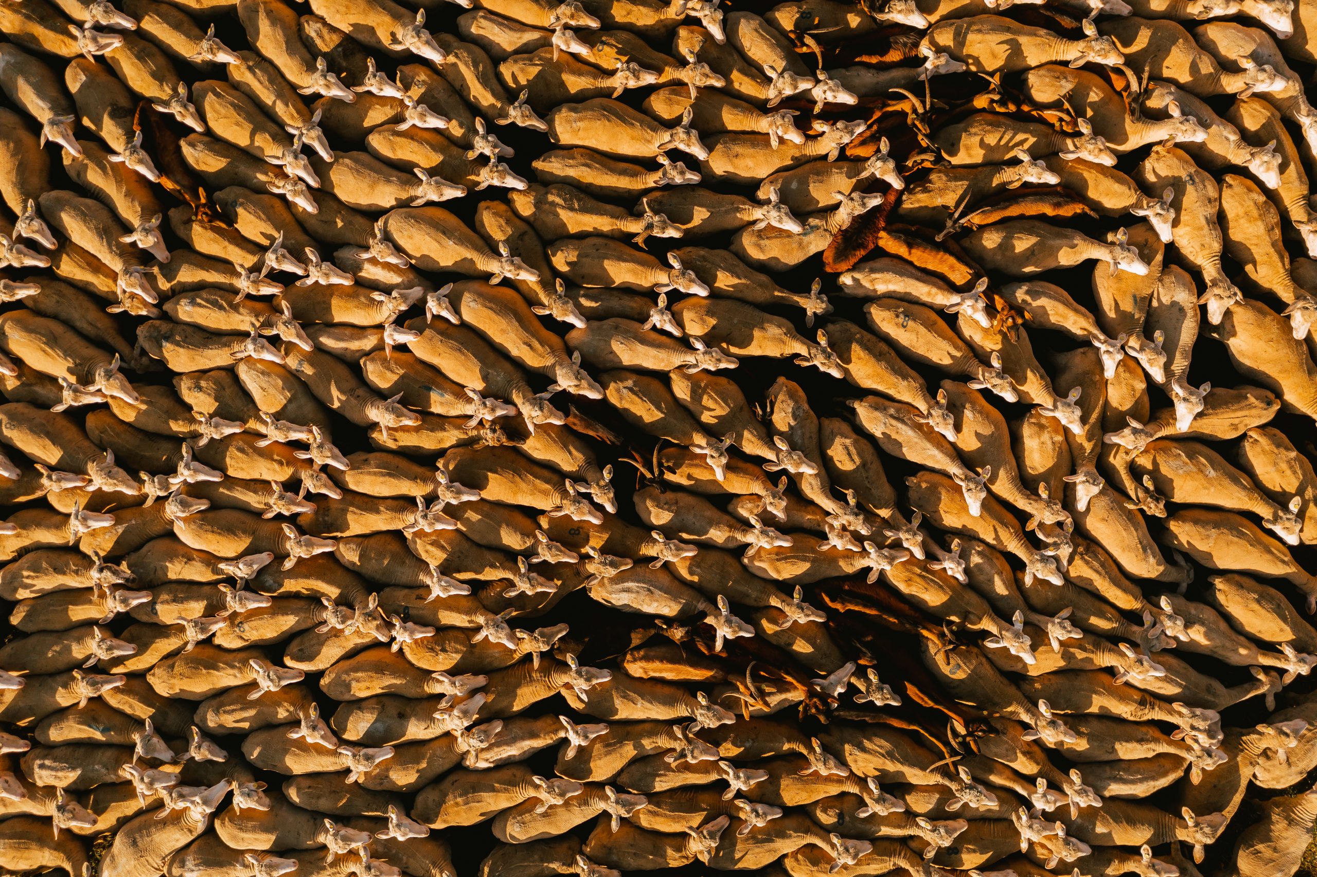 Vie e civiltà della transumanza - Mirabilia